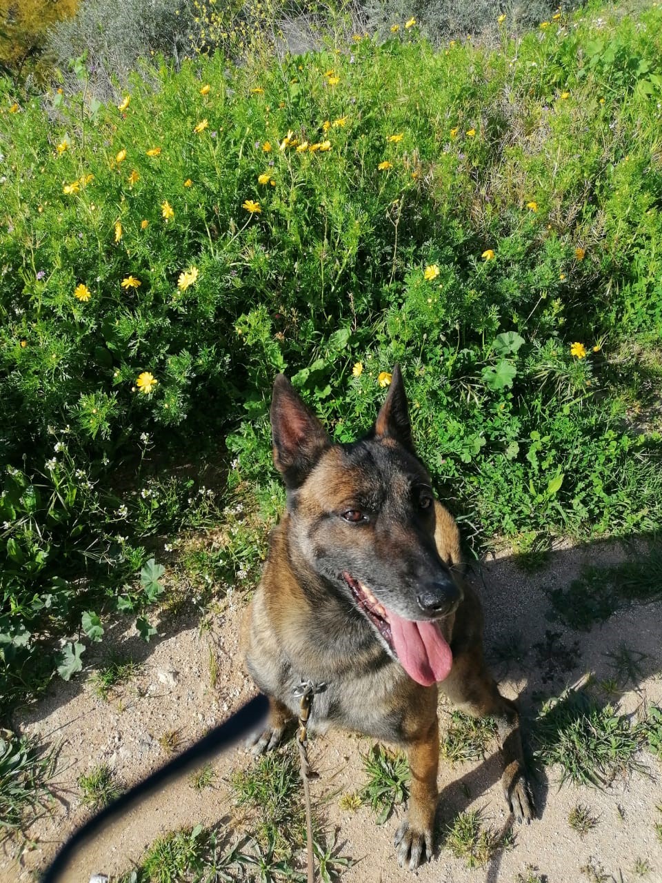 Blog | Mission K9 Rescue
