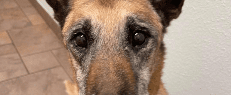 Blog | Mission K9 Rescue