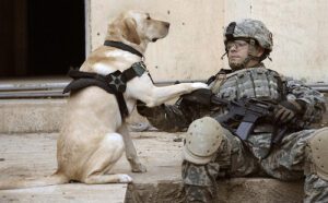Mission K9 - Rescuing Retired Service Dogs | Mission K9 Rescue